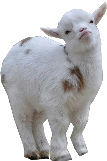 Download Goat Png Images Download - Goats Transparent - HD Transparent ...
