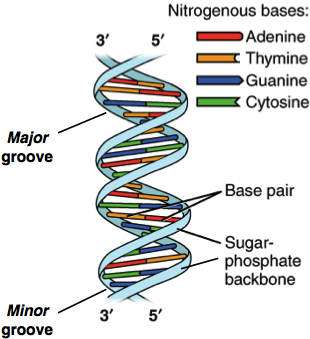 Download Image Of A Dna Double Helix, Illustrating Its Right-handed ...