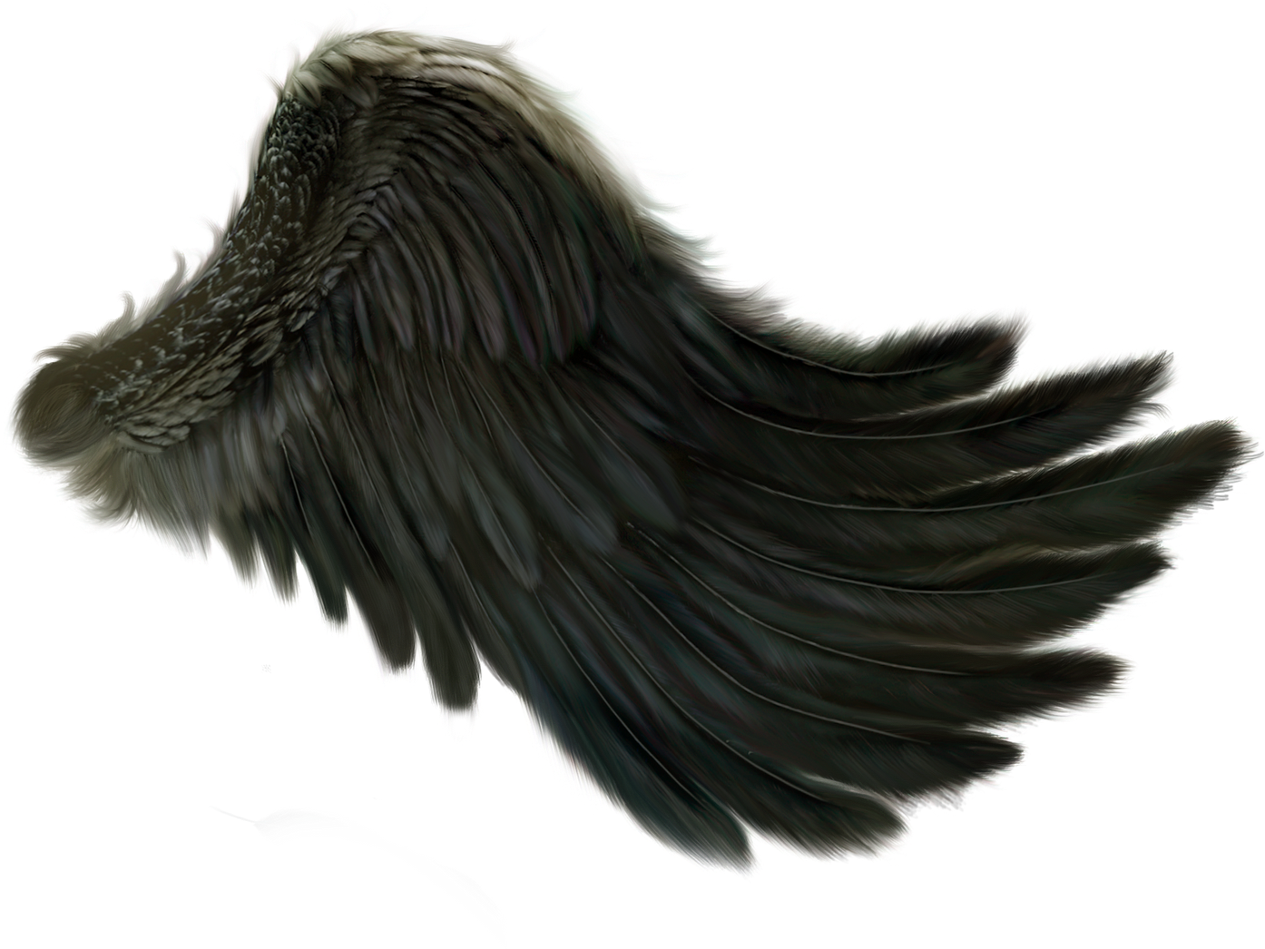 Download Real Angel Wings Side View Pictures To Pin On Pinterest ...