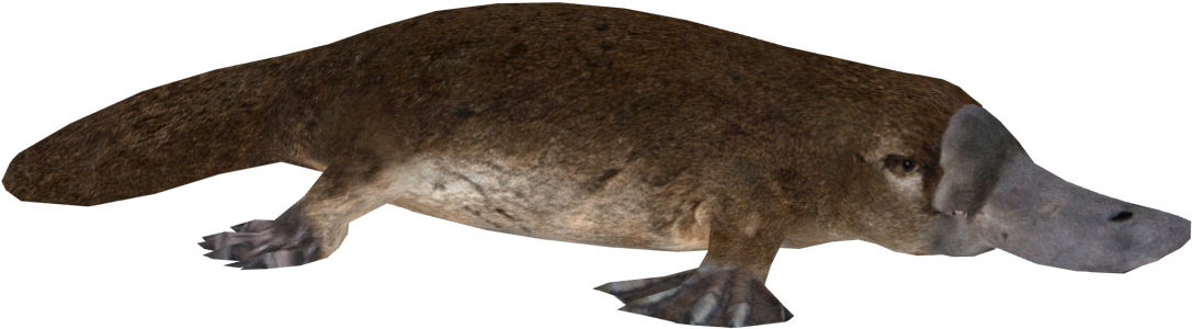 Download Platypus - Wiki - HD Transparent PNG - NicePNG.com