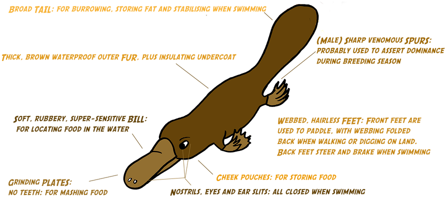 Download Learn More About The Elusive Platypus - Platypus Teeth Plates ...