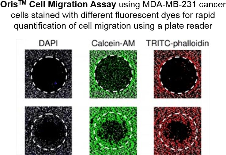 Download HD Cell Transparent PNG Image - NicePNG.com
