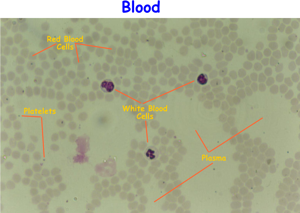 Blood Cells Histology Labeled