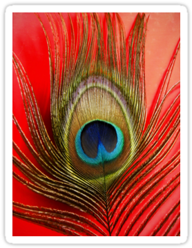 Download HD Single Peacock Feather Png Peacock Feather - Feather ...