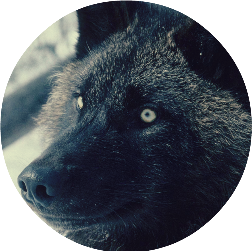 Download Black Wolf 2 - Wolf - HD Transparent PNG - NicePNG.com