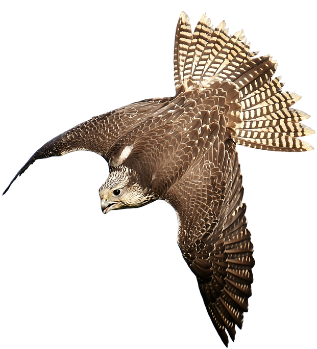 Download Download Free Falcon Birds Png Transparent Images Transparent ...