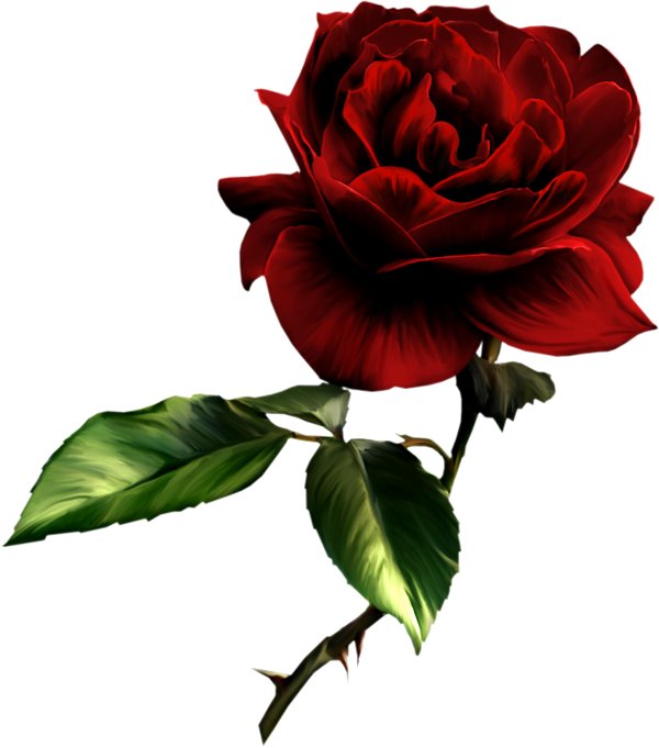 Download Beautiful Clipart Red Rose - Sympathy To A Dear Friend - HD ...