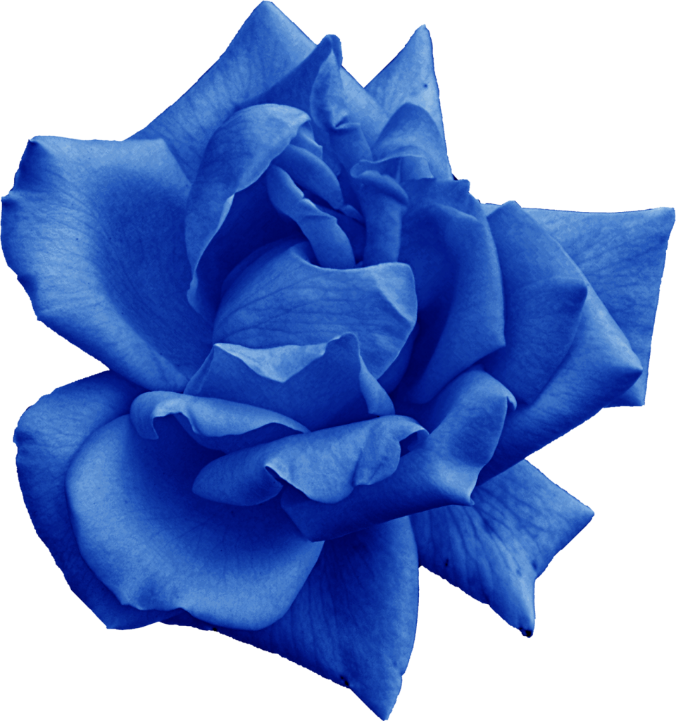 Download Png File Size - Blue Rose Png - HD Transparent PNG - NicePNG.com