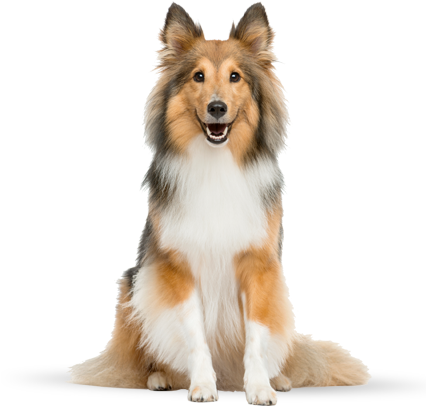 Download HD Beautiful Collie Dog - Truth About Pet Cancer Transparent ...