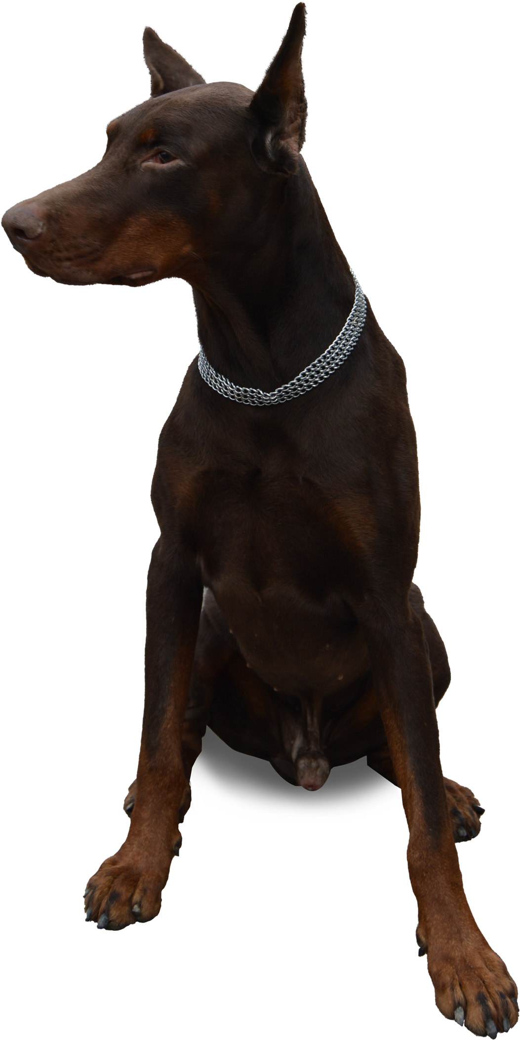 Download Doberman No Background - HD Transparent PNG - NicePNG.com
