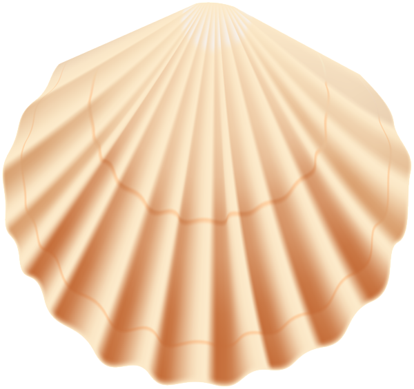 Download Seashell Transparent Png Clip Art Image - Transparent ...