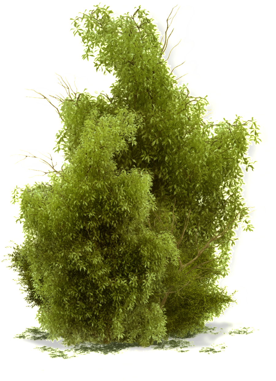 Download This Product Design Is Growing Tree Transparent About - Tree ...