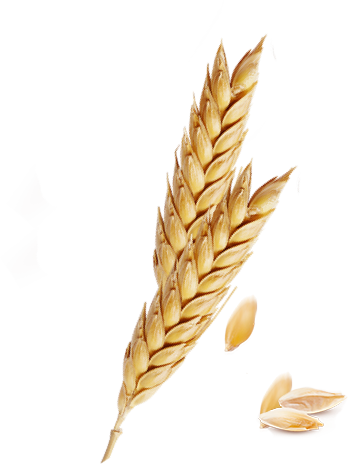 Download HD Png Freeuse Barley Vector Spike Wheat - Barley Transparent ...