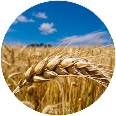 Download Barley - HD Transparent PNG - NicePNG.com