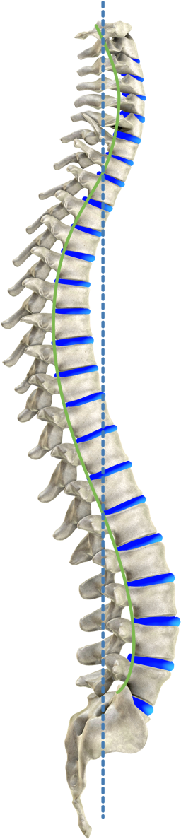 Download The Ideal Spinal Column - Colonne Vertebrale De Profil - HD ...