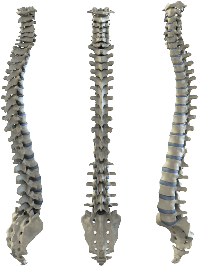 Download The Central Feature Of Human Back Is Vertebral Column ...