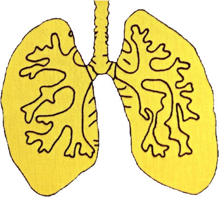Download Yellow Lungs Yellow Aesthetic Art Artsy Artsy Aesthetic ...