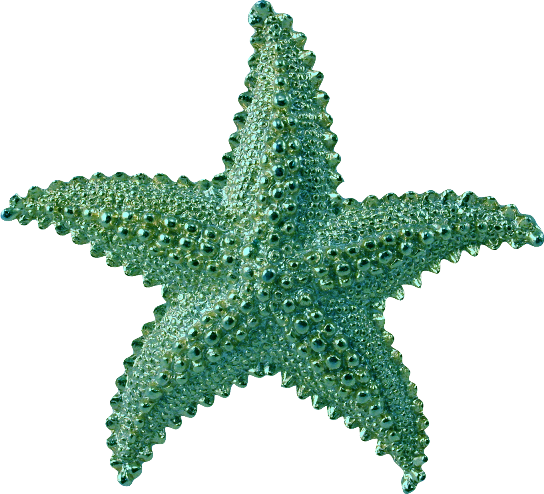 Download Starfish Png - HD Transparent PNG - NicePNG.com