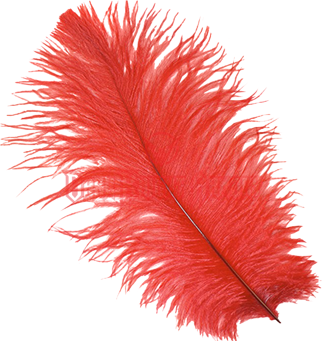 Download Red Feather Png Image Library Stock - Zucker Feather - Ostrich ...
