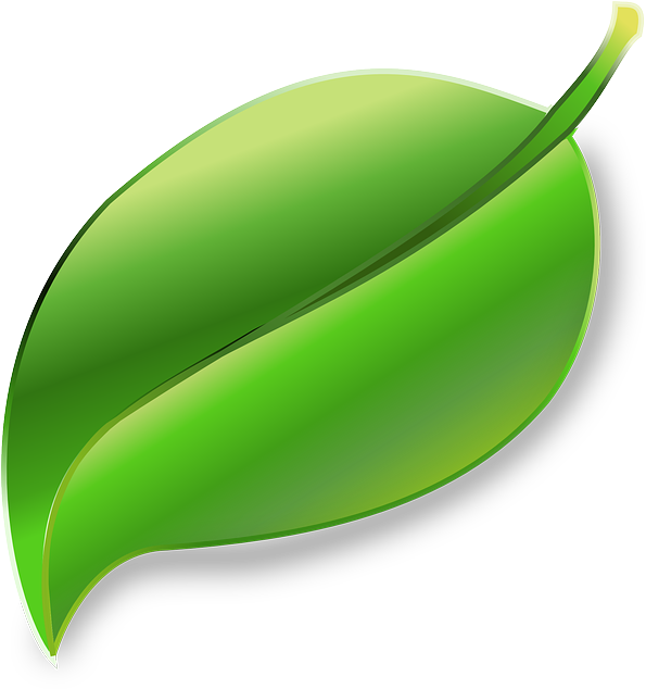 Download Leaf, Plant, Ecology, Environment - Leaf Png Transparent - HD ...