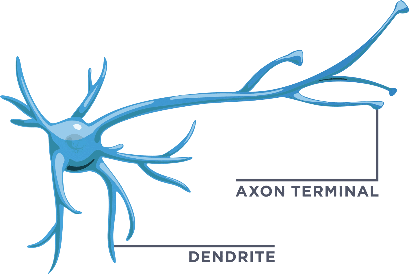 Download Start Your Own Neural Network By Connecting One Neuron's - HD ...