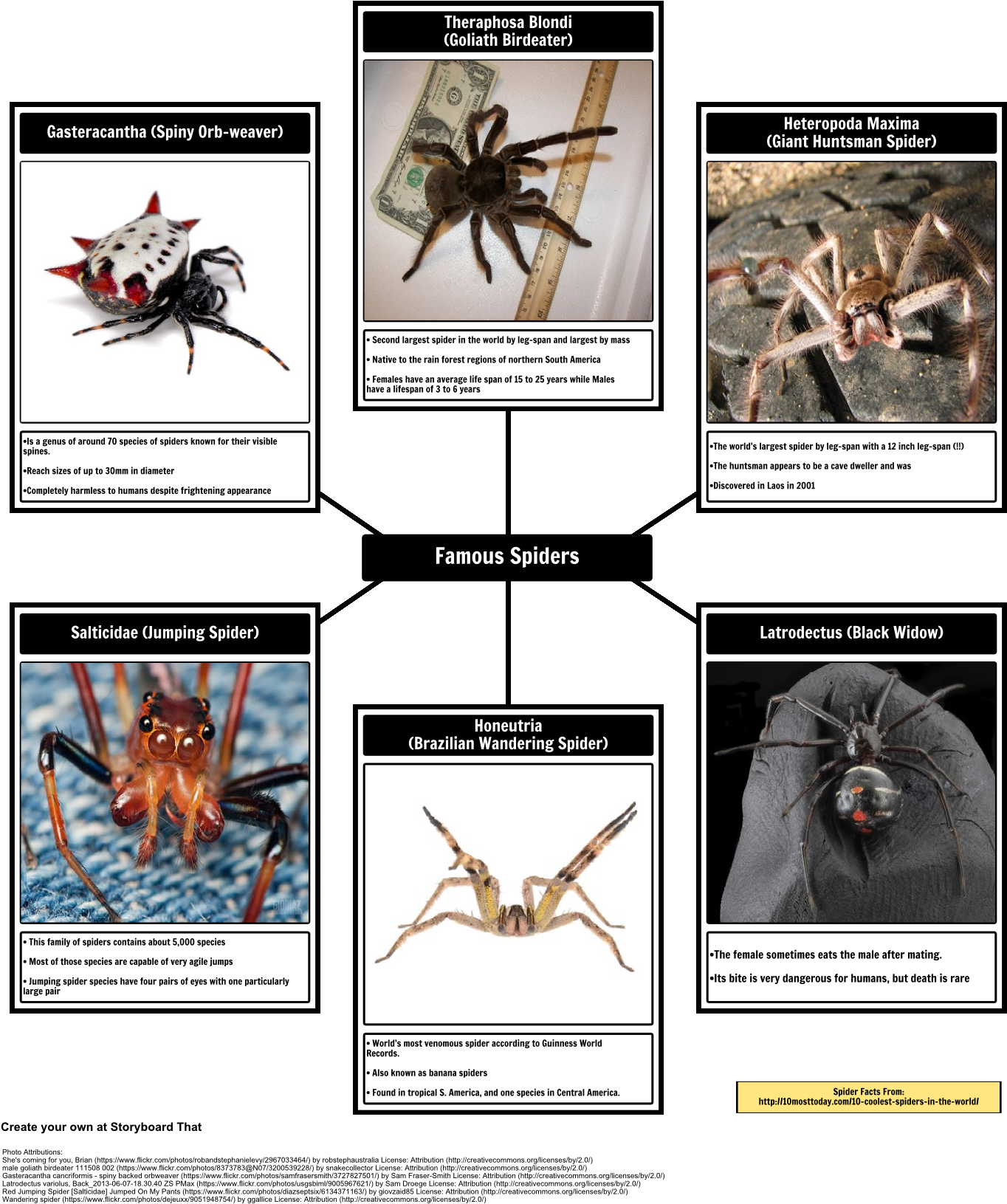 Download Spider Map Of Spiders - Theraphosa Blondi - HD Transparent PNG ...