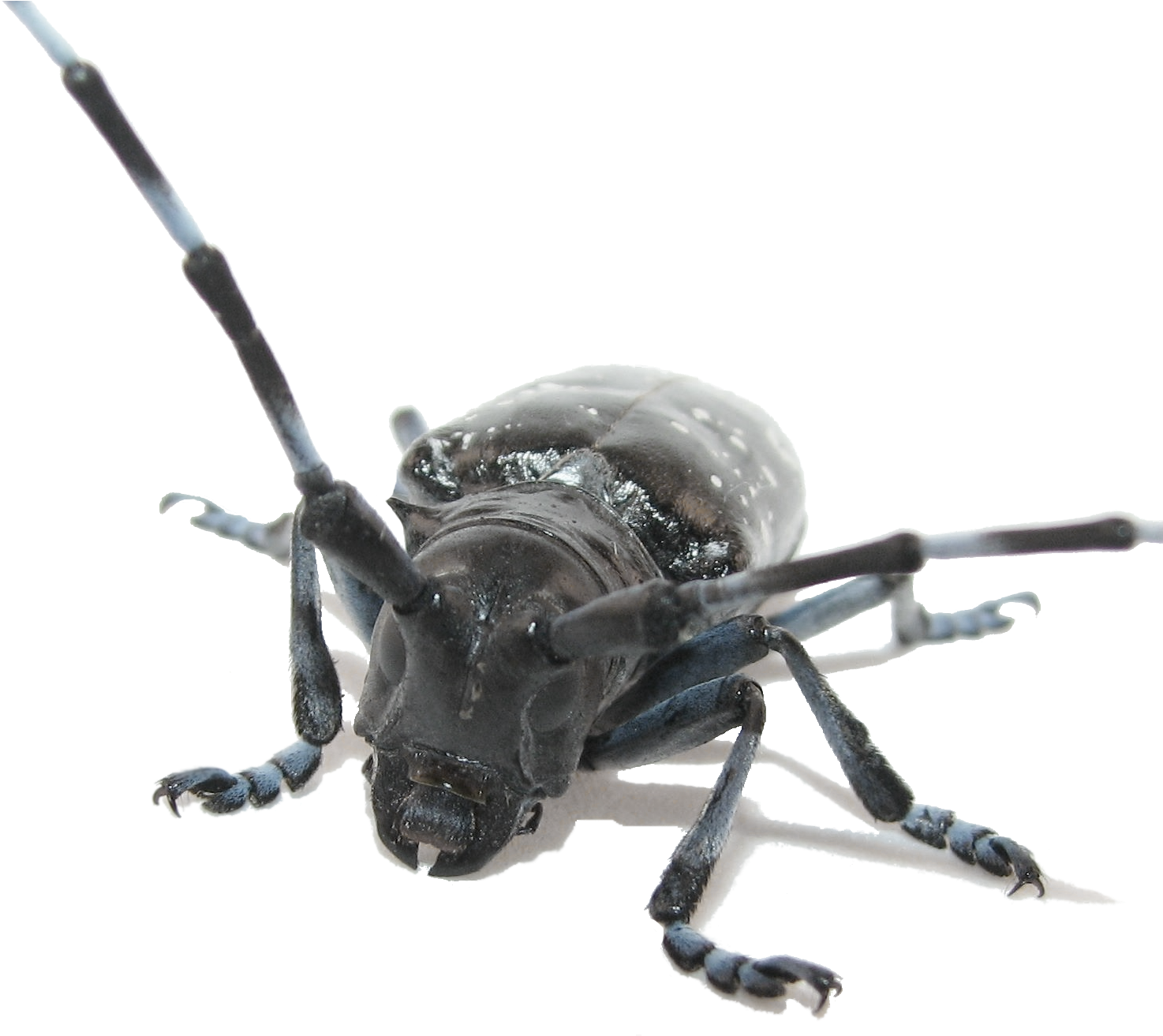 Download Png With Transparent Background, - Asian Longhorned Beetle ...