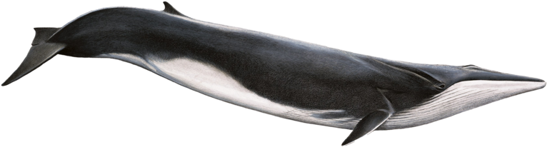 Download HD Finback Whale, Baleen Whales, Whale Illustration, Whale ...
