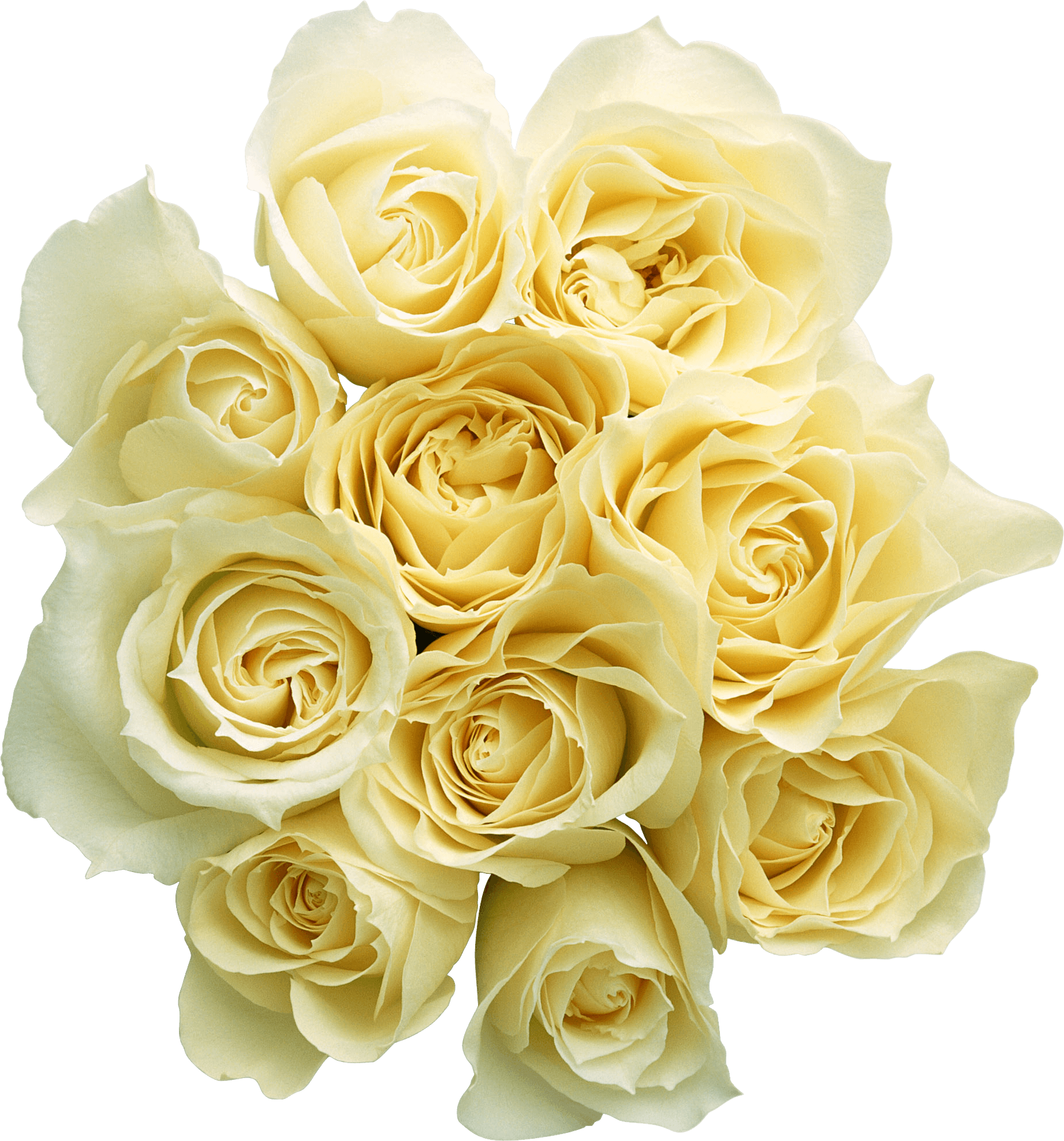Download White Rose Png Image Background - White And Yellow Roses Png ...