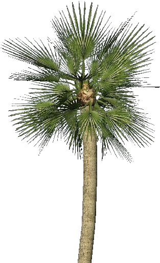 Download Go To Image - Small Palm Tree - HD Transparent PNG - NicePNG.com