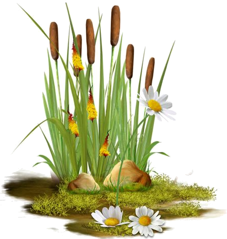 Download HD Clipart Pond Reeds Transparent Transparent PNG Image ...