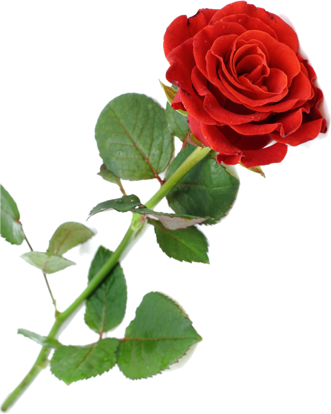 Download Rosas Vermelhas Png - Rose Flowers Png Hd - HD Transparent PNG ...