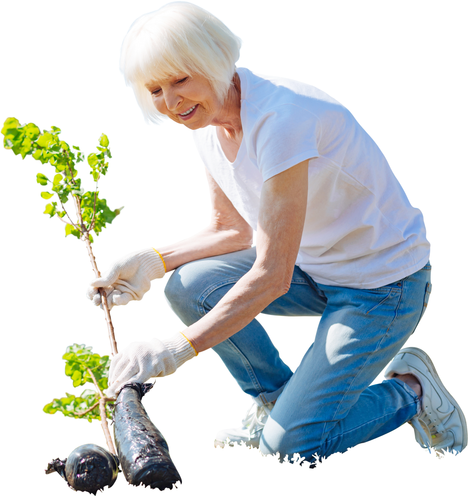 Download HD Cutout Elder Woman Planting Tree,garden Activity - People ...