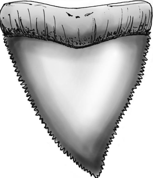 Download Sharp Teeth Png Png - Sharp Teeth Png - HD Transparent PNG ...