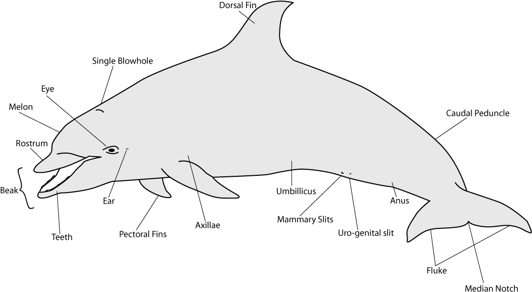 Download HD Anatomy Of A Dolphin Dolphin Anatomy Illustration - Dolphin ...