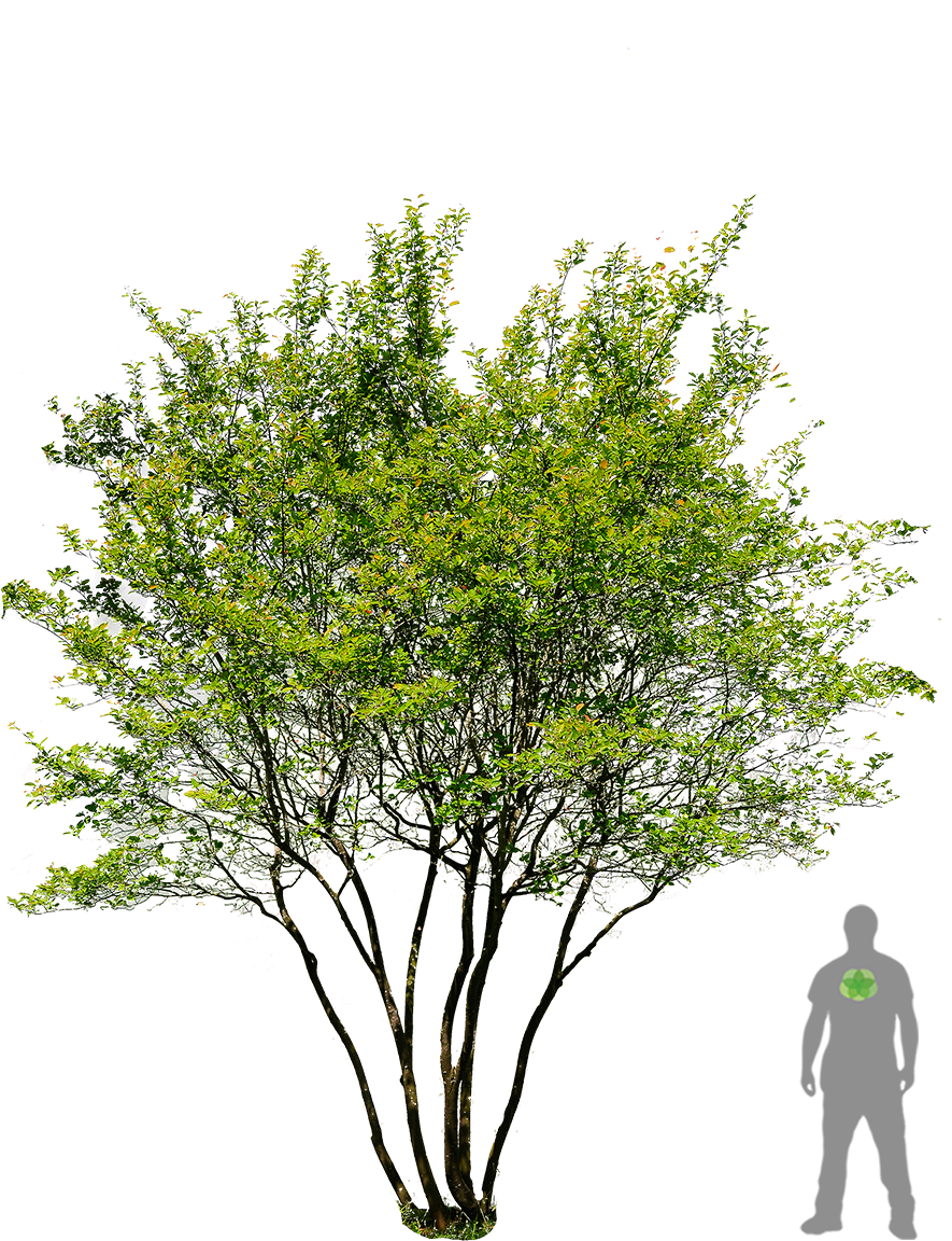 Download HD Go To Image - Prunus Png Transparent PNG Image - NicePNG.com