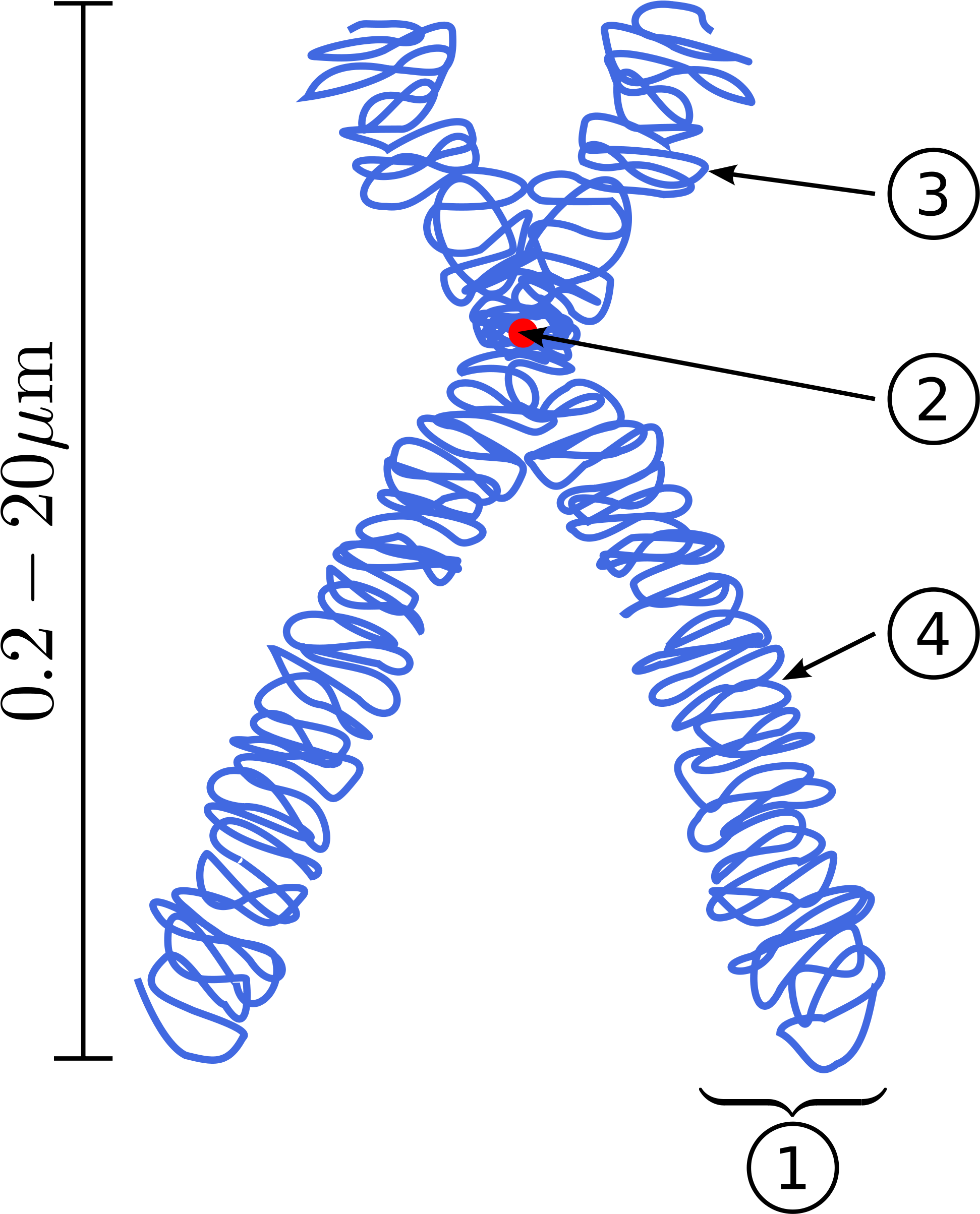 Download HD Open - Chromatin In A Chromosome Transparent PNG Image ...