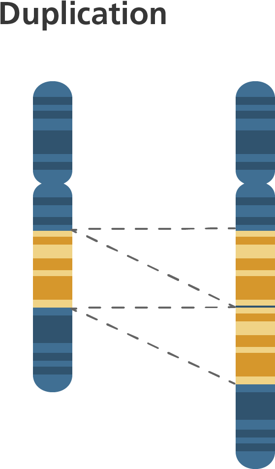 Chromosomal Duplication