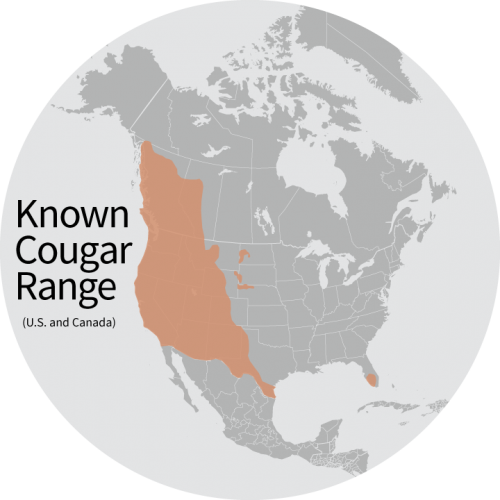 Download HD Known Cougar Range - Map Of Cougars In North America ...