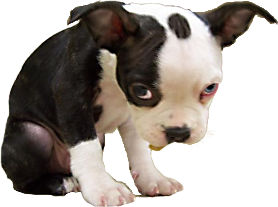 Download HD Sad Puppy Png - Sad Dog Ok Meme Transparent PNG Image ...
