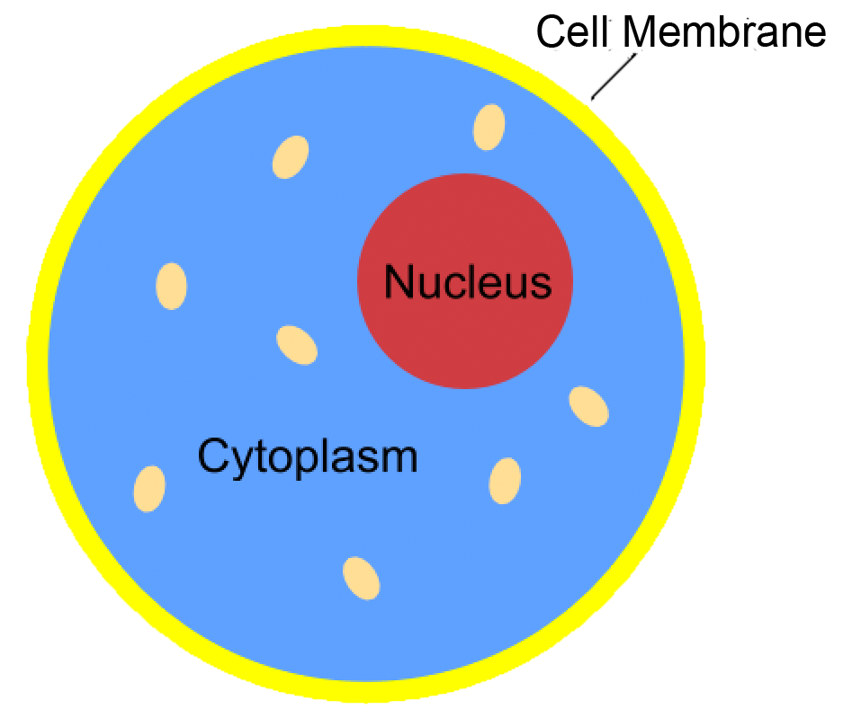 Download Nucleus Transparent Science - Cytoplasm Science - HD ...