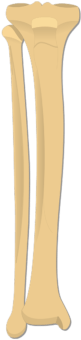 Download Tibia And Fibula Bones Png - Column - HD Transparent PNG ...