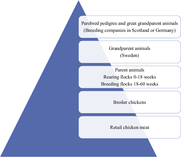 Download Structure Of The Broiler Production Pyramid - Cephalosporin ...