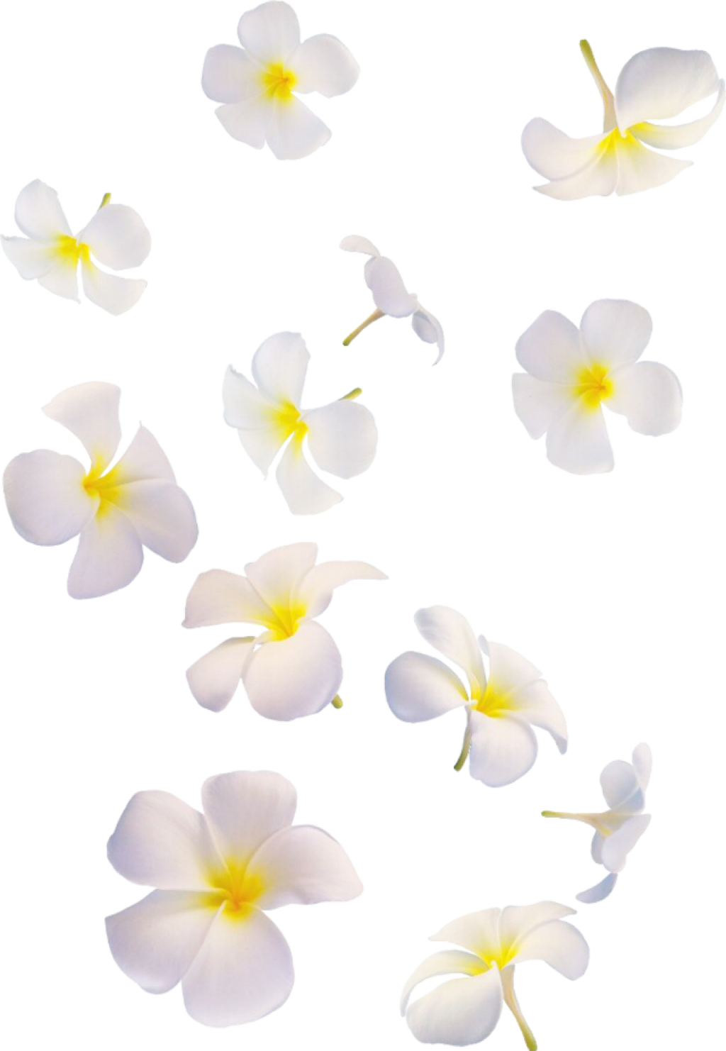 Download HD Flowers Falling Png - Falling White Flowers Png Transparent ...