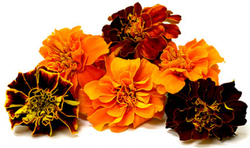 Download HD Zendu Png Transparent PNG Image - NicePNG.com