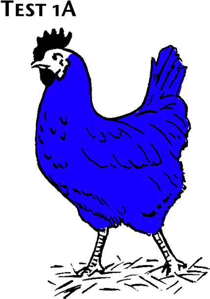 Download Bluechicken - Clip Art Black And White Chicken - HD ...