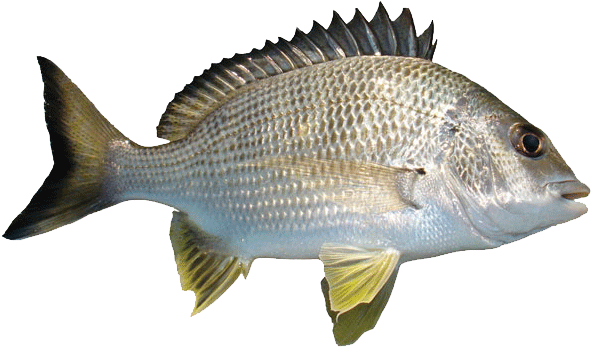 Download HD River Fish Png - Types Of Fish Transparent PNG Image ...