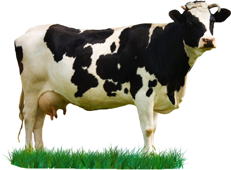Cow Png Image