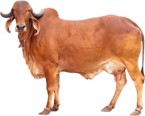 Download HD Sourced From Desi Cows Of India - Gir Cow Transparent PNG Image - NicePNG.com