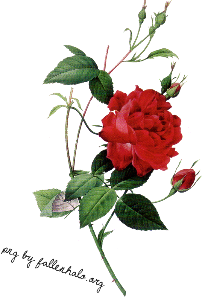 Download Free Icons Png - Digital Rose Png - HD Transparent PNG ...